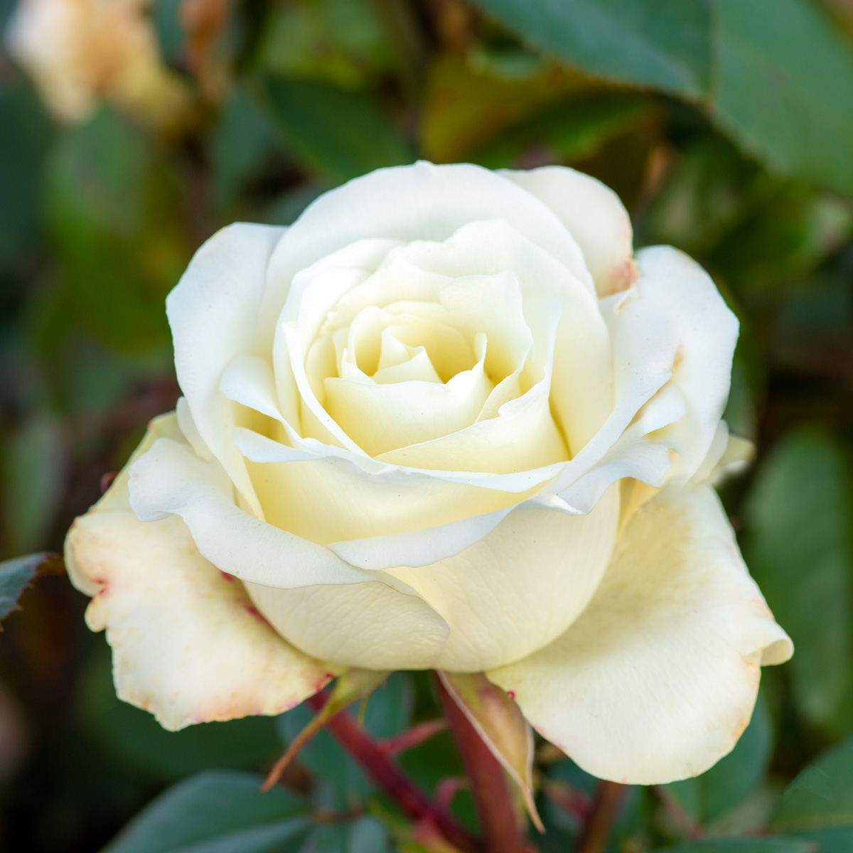 Роза чайно-гибридная «Анастасия» – купить саженцы оптом и в розницу ...