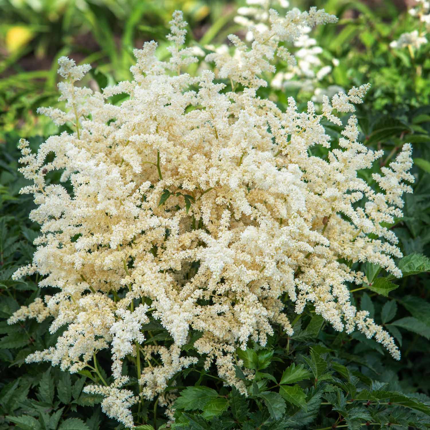 Луковичные и корневищные многолетники – купить саженцы оптом и в ...