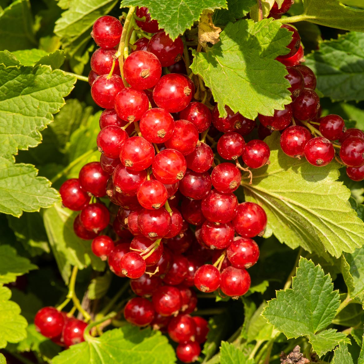 Смородина красная «Красный факел»